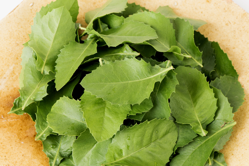 5 Manfaat Daun Beluntas dan Cara Pengolahan Lengkap