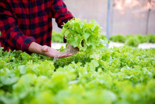 Simak Pengertian Agribisnis dan Contoh-Contoh Agribisnis